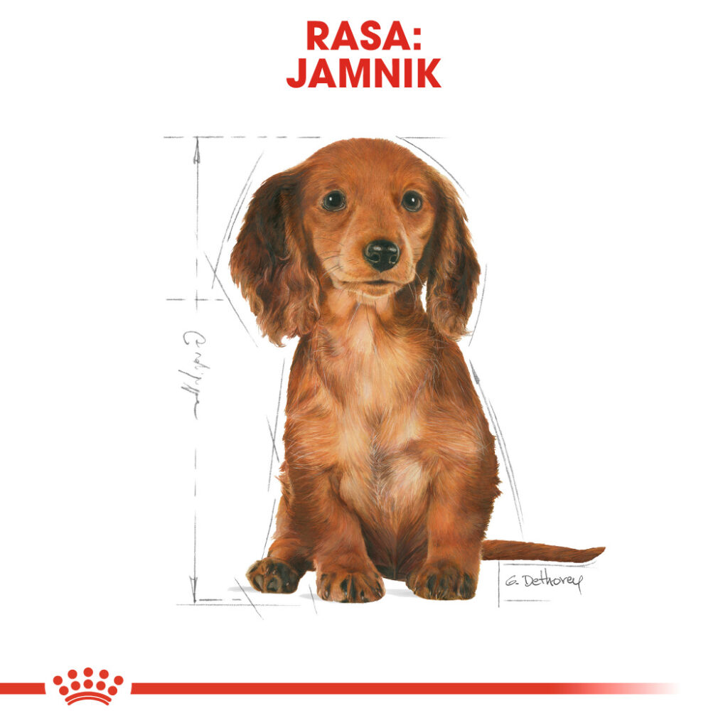 Royal Canin Dachshund Puppy karma sucha dla szczeniąt rasy Jamnik ...